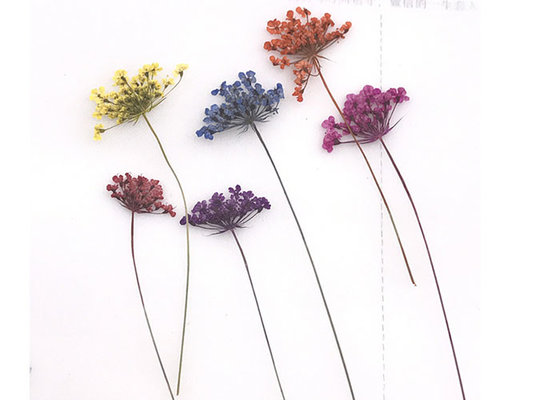 Beautiful Dried Wedding Flowers , Long Dried Flowers Lace Flower With Stem