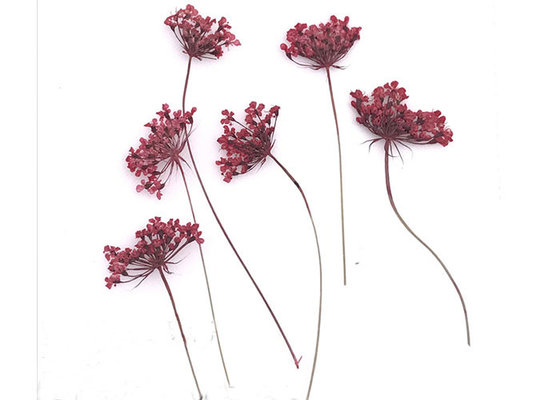Teaching Specimens Real Dried Flowers Small Size Lace Flower Gift Card Material