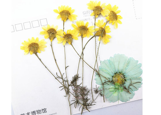 Unique Chrysanthemum Dried Flower With Stem , Dried Flower Art Specimens Plants