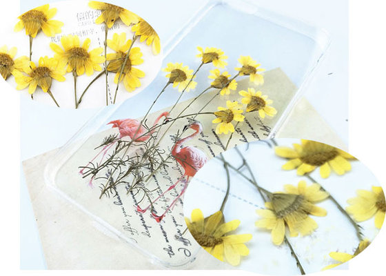 Chrysanthemum DIY Pressed Flowers Specimens Plants For Living Room Decoration