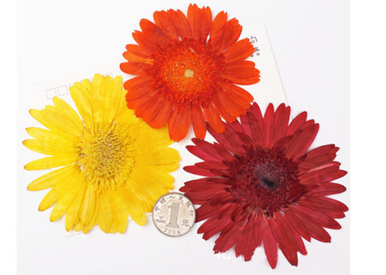 Dye Absorption Unique Gerbera Pressed Dried Flowers Framed Art For DIY Decoration