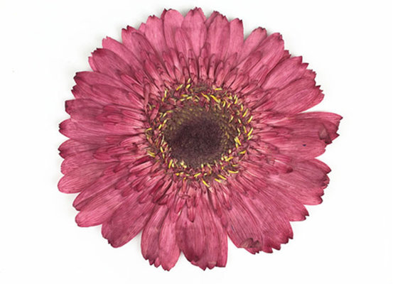 Gerbera Framed Pressed Flowers Plant Material For DIY Parlor Decoration