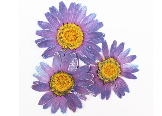 Dye Absorption Chrysanthemum Dried Flower Bouquet For DIY Parlor Decoration