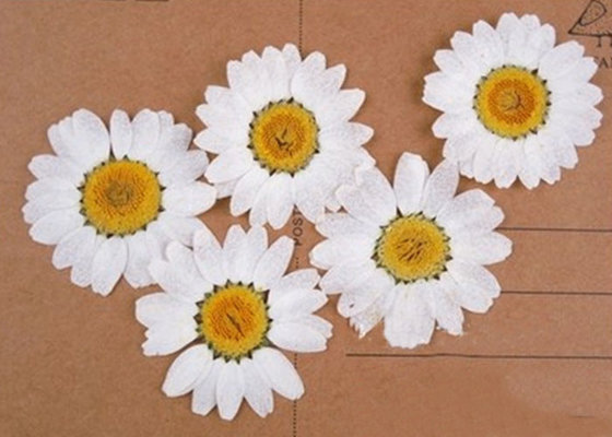 Dye Absorption DIY Pressed Flowers Chrysanthemum For Washroom Decoration