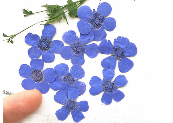 Dye Ranunculus Dried Flower Wall Decor / Pressed Flower Crafts For Adults