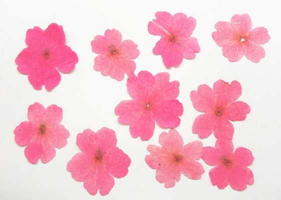 Teaching Specimens Natural Dried Flowers , Dye Verbena Dried Floral Arrangements
