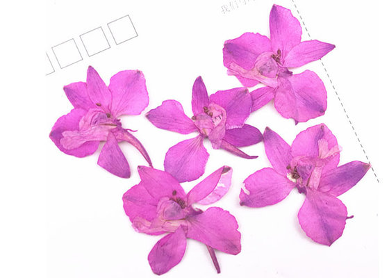 Larkspur Dried Flower Art Gem Necklace Raw Material For DIY Handicraft