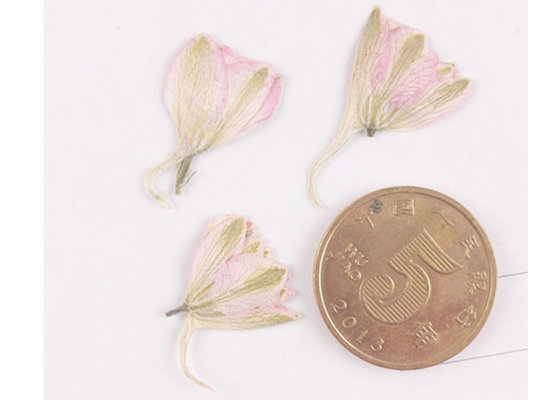 Larkspur Bud Dried Flower Arrangements Raw Material For Teaching Specimens