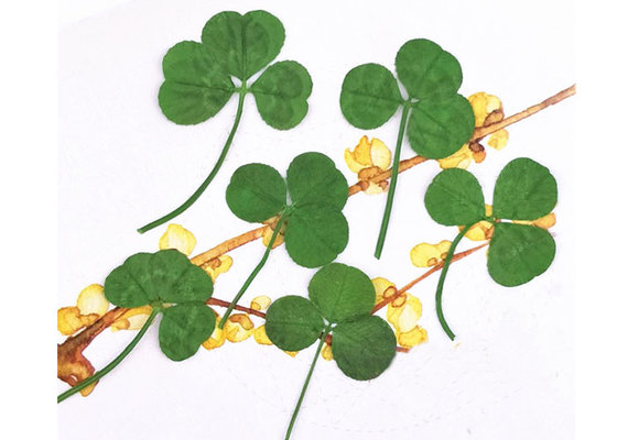 Dye Green Shamrock Dried Flower Arrangements For Gift Card Decoration