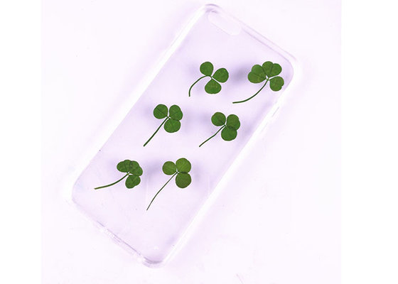 Original Green Shamrock Dried Flower Petal Crafts Gift Card Decoration For Holidays