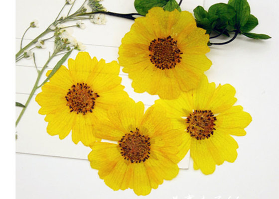 Yellow Hymenoptera Dried Flower Petal Crafts Gift Card Decoration For Children Handicrafts