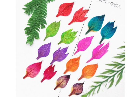 Dye Absorption Love In A Mist Petal Dried Flower Ornaments For Wall Decoration