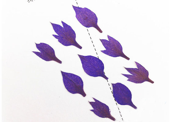 Love In A Mist Petal Small Dried Flowers For DIY Epoxy Cell Phone Case