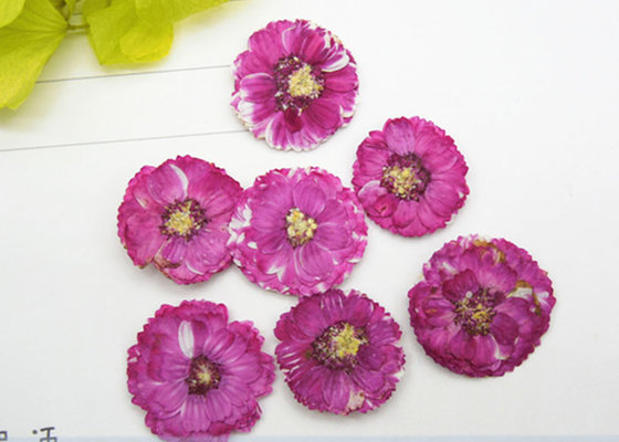 Dye Absorption Daisy Dried Flattened Flowers , Mini Dried Flowers True Plants Specimens