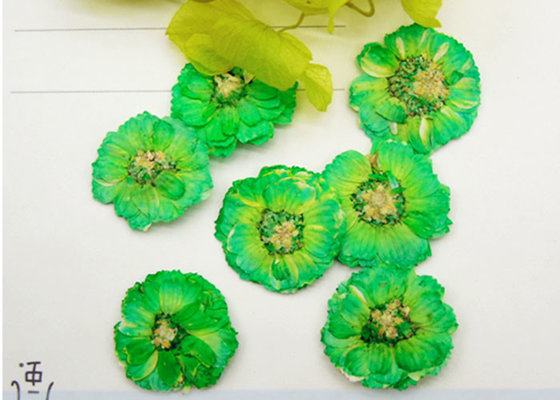 Small Daisy Natural Real Pressed Flowers True Plants Specimens For DIY Photo Frame
