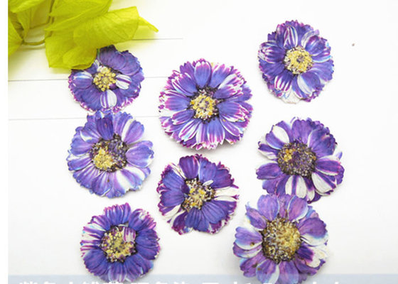 1 CM Small Dried Flowers Dye Absorption Daisy For Wall Painting Decoration