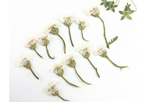 Fashion DIY Dried Yarrow Flowers / Natural Dried Flowers For Gift Card Decoration