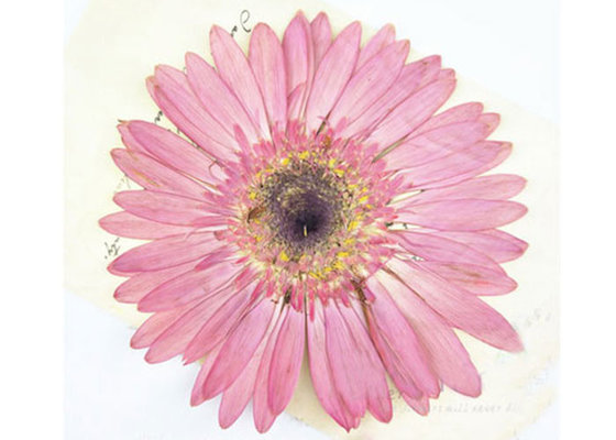 Dye Absorption Gerbera Natural Dried Flowers Plant Material For DIY Parlor Decoration