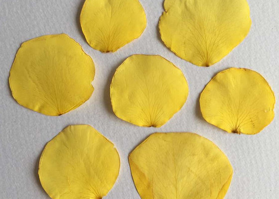 Epoxy DIY Dried Pressed Flowers Rose Petal For Iphone / Cell Phone Decoration Fodder