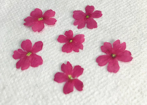 Wedding Real Pressed Flowers For Specimen , Verbena Handmade Floral Dried Flower