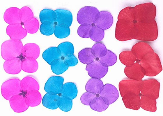 Hydrangea Mixed Color Dried Flower Crafts Petal For Christmas Gifts / Card Decoration