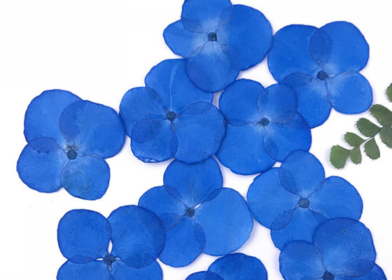Christmas Decoration Blue Hydrangea Dried Flower Petal True Plant Specimens