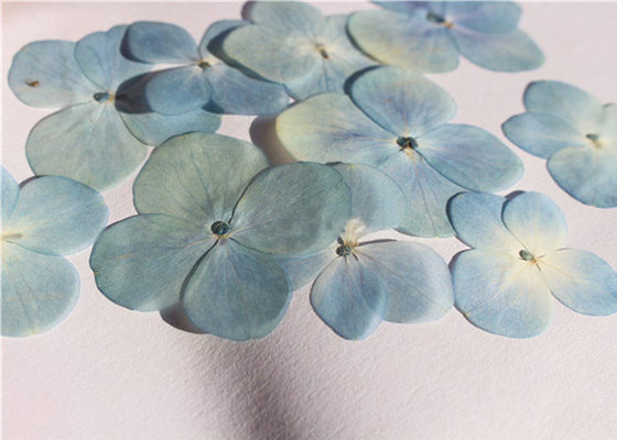 Original Light Blue Hydrangea Dried Pressed Flower Gifts For DIY Bookmark Material