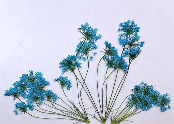 Multi Color Minoan True Lace Dried Flower Arrangements For Acrylic Gems Decoration
