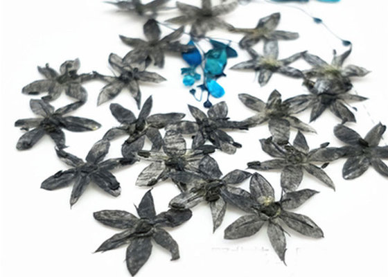 Small Pressed Flowers Preserving Dried Flowers Fit Epoxy Dried Flowers Phone Case DIY