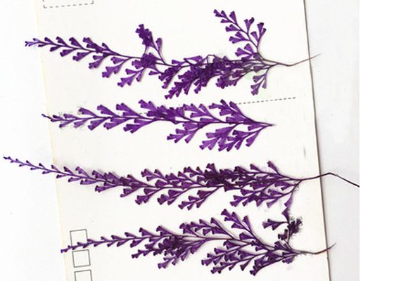 Fern Leaves Real Dried Flowers / Pressed Flower Framed Art 6 Different Colors