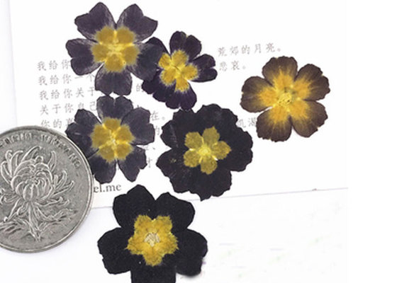 Aroma Candle Decoration Primula Real Pressed Flowers Resin Phone Case