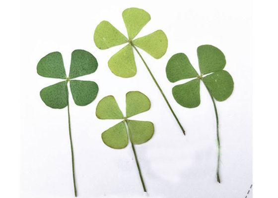 Clover Specimens Framed Pressed Flowers , Green Dried Flowers DIY Handmade Material