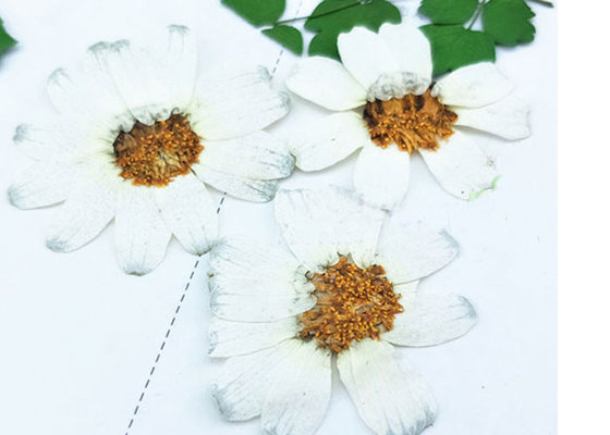 Zinnia Natural Dried Flowers , Dried Daisy Flowers Fit Handmade Floral Raw Material