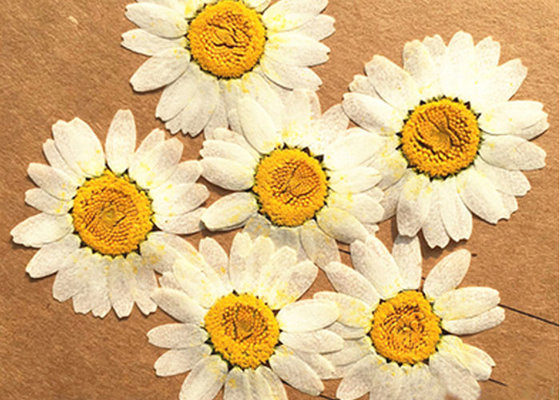 Holidays Cards Nature DIY Pressed Flowers / Pressing Wedding Flowers
