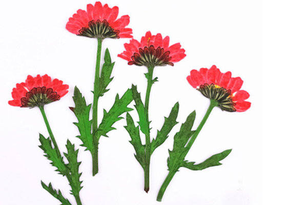 Daisy Miniature Dried Flower Arrangements Handmade Crafts Fit Festival