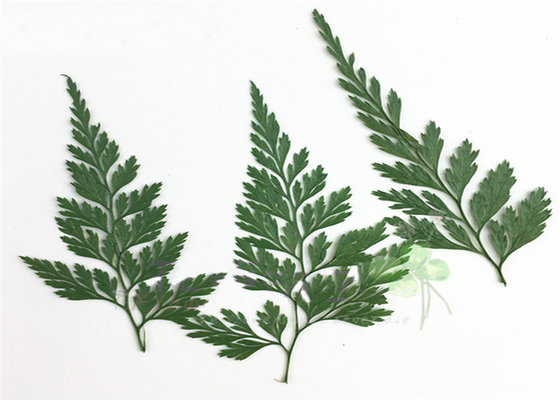 Green Fern DIY Pressed Flowers 2 Different Size Fit Child Hairpin Decorations