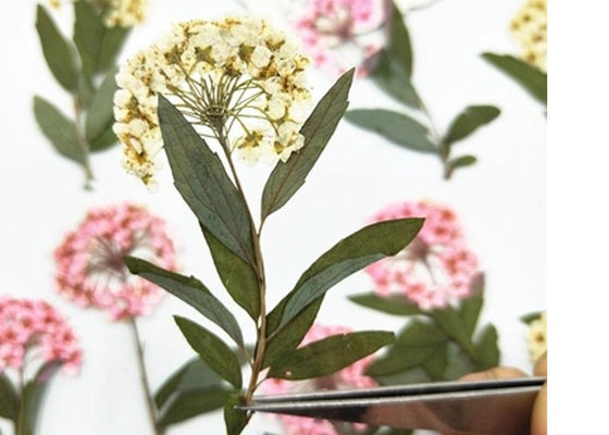 Handmade DIY Decoration Dried Pressed Flowers / Preserving Pressed Flowers