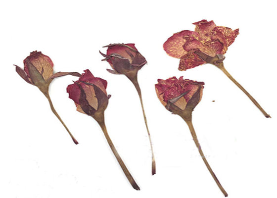 Valentine'S Day Real Pressed Flowers Side Pressed Rose Petal Material