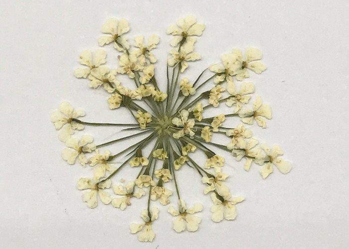 White Lace Dried Pressed Flower Diameter 1.5-2.5CM Plant Material For DIY Holiday Gift