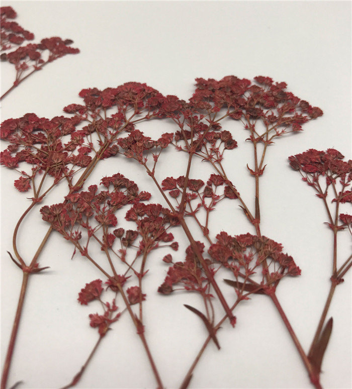 Baby'S Breath Dried Pressed Flowers , Preserving Dried Flowers For DIY Pendant