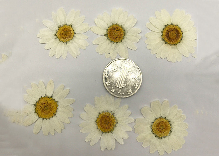 White Chrysanthemum Hand Pressed Flowers For Wedding Party Favors / Gifts