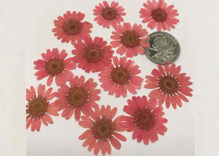 Mirror Decoration Dried Pressed Flowers Material For DIY Handicrafts