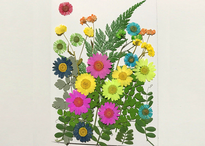 Green Color Natural Dried Flowers Vegetation Specimen For Party Favors