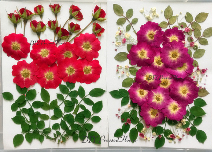 Raw Material Dried Pressed Flowers Eternal Plant For Cell Phone Case Decoration