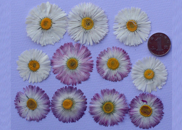 Christmas Gifts Large Dried Flowers , Dried Daisy Flowers For Birthday Party