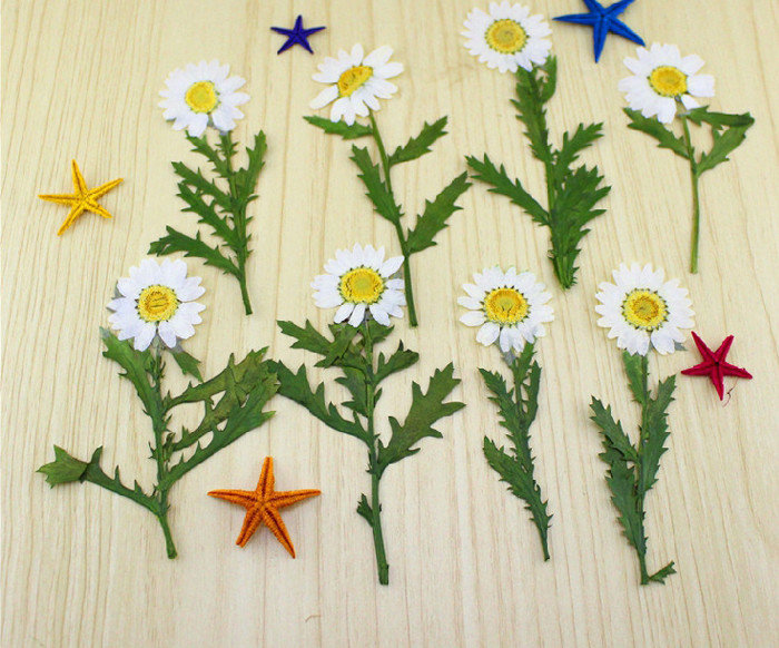 Small Chrysanthemum Dried Pressed Flowers Size Customized For DIY Christmas Card