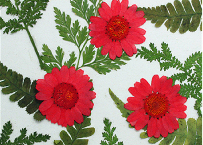 DIY Handmade Red Dried Flowers , Dried Daisy Flowers For Candle Decoration
