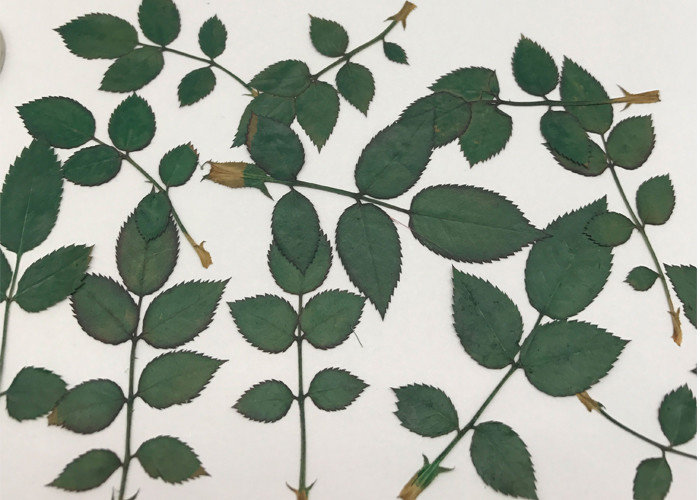 Clover Specimens Green Dried Flowers / DIY Handmade Mounting Pressed Flowers
