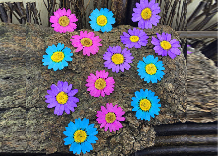 Nice Decorative Chrysanthemum Dried Flower For DIY Gem Bookmark Art Decoration