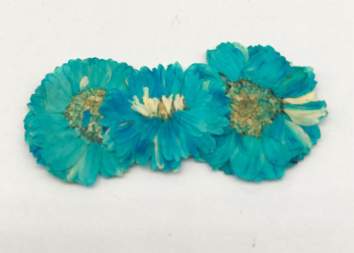 Dye Blue Achillea Real Pressed Flower Jewelry Natural Plant Specimens